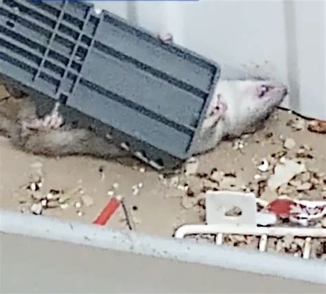 Disturbing Dollar General Video Shows Rats As Big As Puppies Running Through Store With Staff