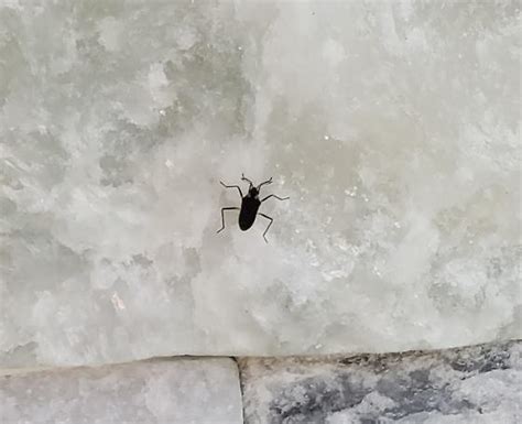 Unknown Bug Bugguidenet