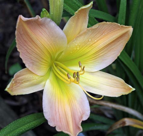 Teaguewood Daylilies 13 14