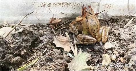 同样都是呱呱叫问什么要分、林蛙、青蛙、癞蛤蟆 知乎