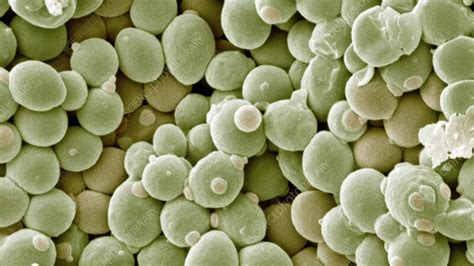 Yeast Cells Sem Stock Video Clip K0141648 Science Photo Library