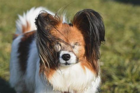 Los mejores accesorios para perros ciegos Blog Vet La Asunción