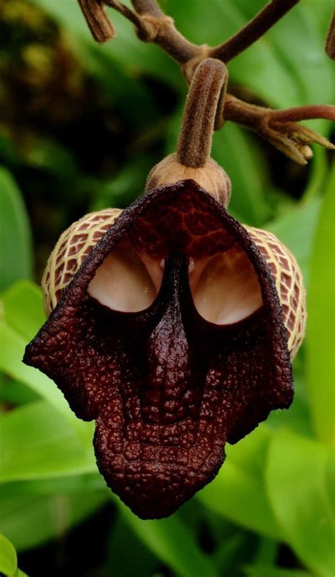 The weird and the wonderful- crazy amazing plants | Florist with Flowers