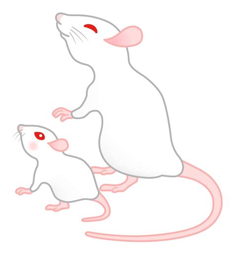 Research Developmental And Maternal Neurobiology Lab