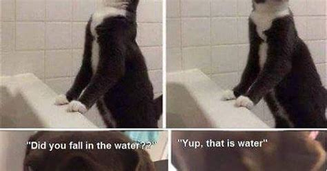 A Sensible Chuckle Album On Imgur