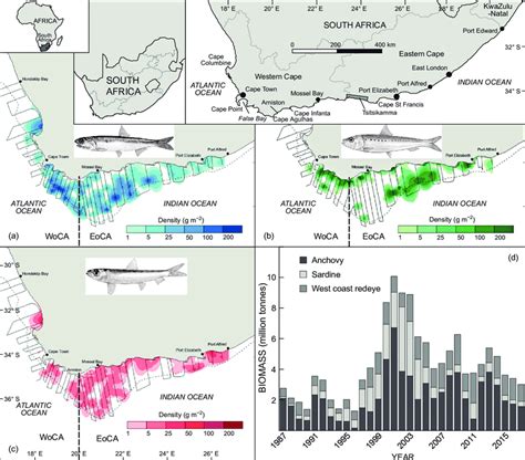 Distribution And Relative Abundance Of A Anchovy Engraulis