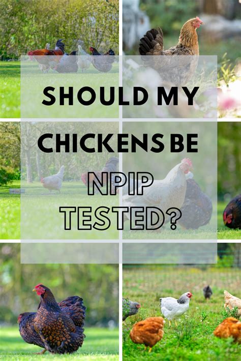 What Is Npip Certified Artofit