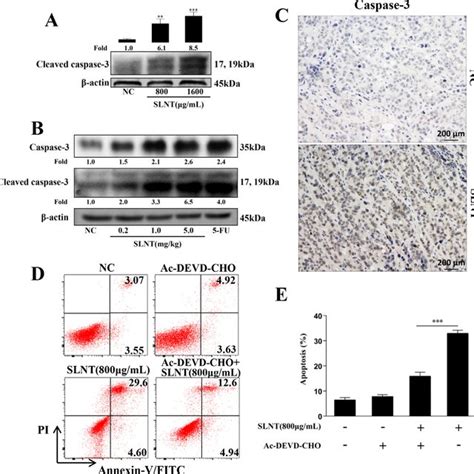 Slnt Induced Ht 29 Cell Apoptosis By Activation Of Caspase 3 In Cells