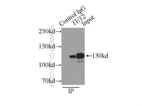 TET2 Antibody 21207 1 AP Proteintech