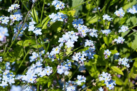 아름다운 파란색 잊어 버린 나 아니 꽃 꽃밭 부드러운 초점 근거리 초점에 대한 스톡 사진 및 기타 이미지 근거리 초점 꽃 식물 녹색 Istock