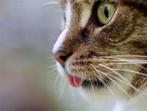 Los Gatos M S Feos Del Mundo Gatosmania
