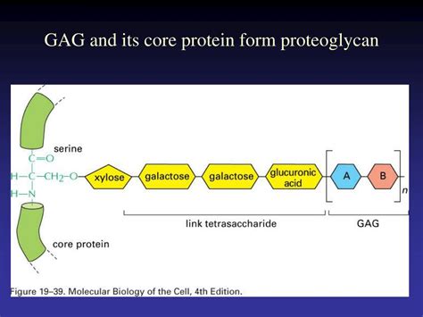 Ppt Cell Junctions And Extra Cellular Matrix Ii Powerpoint Presentation Id318060
