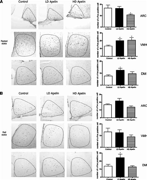 Differential C Fos Activation By Icv Ld Or Hd Apelin In The Download Scientific Diagram