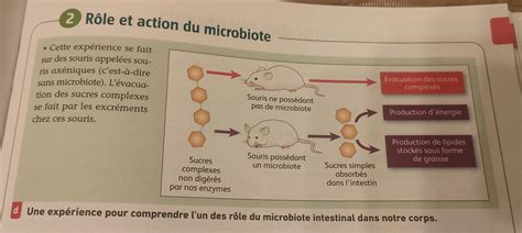 En Clair Il Faut Réexpliquer Cette Expérience Et Donner Le Rôle Du Microbiote Alors Sil Vous