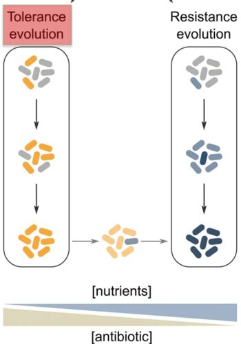 Pseudomonas Flashcards Quizlet