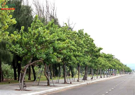Cây Nho Biển Tra Biển Coccoloba Uvifera L Và Công Dụng Chữa Tiêu