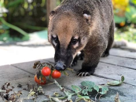 Live／超萌「長鼻浣熊寶寶」來了！ 在家逛壽山動物園搶先看 Ettoday寵物雲 Ettoday新聞雲