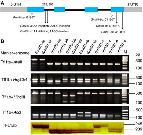 Molecular Markers Developed From GmTfl1 Gene For Genotyping Chinese