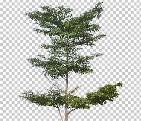 Tree Architectural Rendering PNG Clipart Architectural Rendering Architecture Branch Clip
