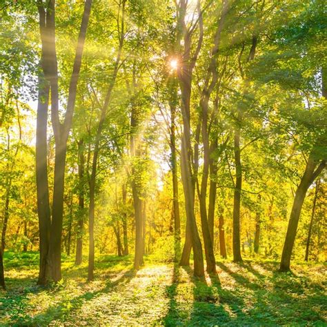 Bosque Puesta De Sol árboles De Otoño Foto Premium