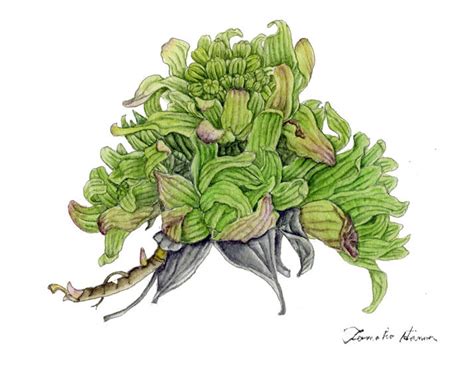 フキノトウは蕗の花 ボタニカルアート四季折々