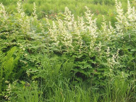 Goatsbeard Plant