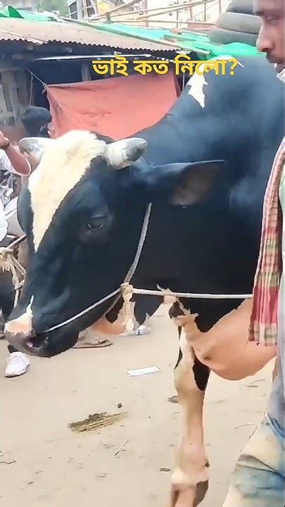 ভাই গরু কত নিলোভাই কত নিলো ২০২৩ভাই কত নিলো ২০২৩vairalshort Youtube