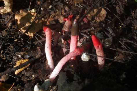 Stinkhorn Fungi Of North America An Introduction Mushroom Appreciation