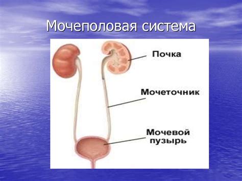 Мочеполовая система Online Presentation