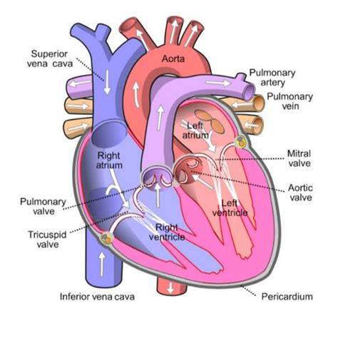 1 Draw And Label The Following Parts Of The Human Heart Please See