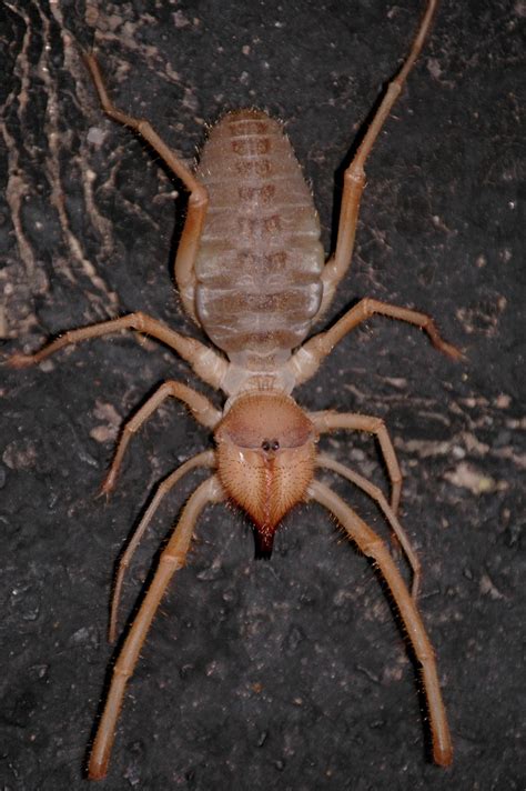 Camel Spider Vs Scorpion A Complete Comparison