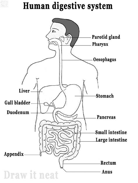 Simple Diagram Of The Digestive System Draw It Neat How To