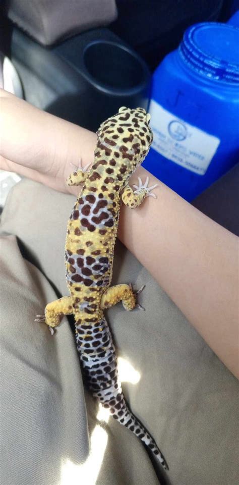 What is my Leo's morph : r/leopardgeckos