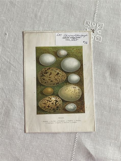 Antique Original 1920s Bird Egg Print Ornithology Print Nuthatch Sea