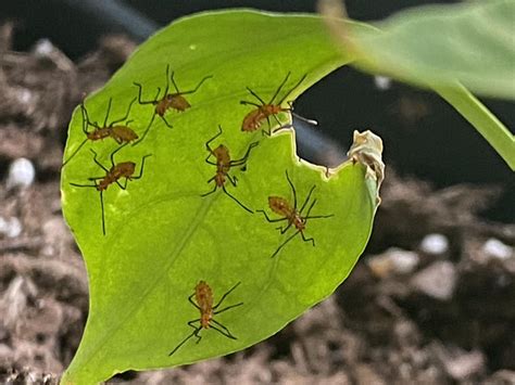 Leaf Footed Bugs R Whatsthisbug