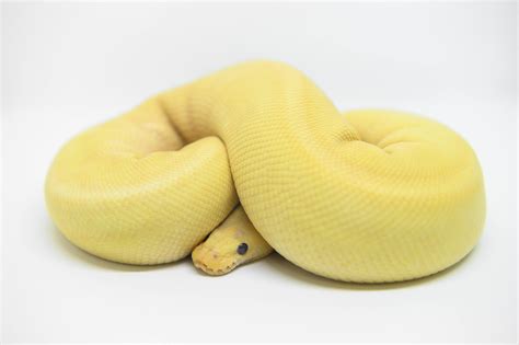 Coral Glow Ball Python Morph Info Pictures Appearance And Care Guide