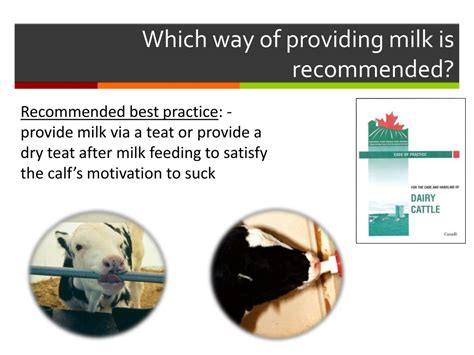 Ppt Dairy Calf Nutrition Milk Feeding Level Method Preservation