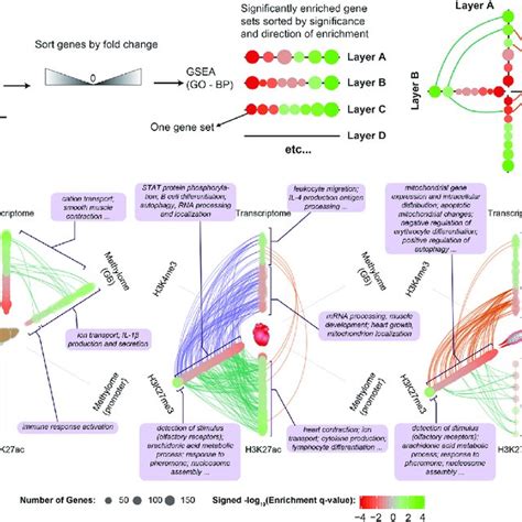 Integrated Overview Of Gene Set Enrichment Results Across Biological Download Scientific
