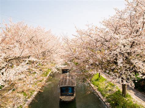 Mekarnya Sakura Di Jepang Bulan Apa Cari Jawabannya Di Sini Kumparan