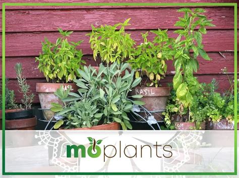 Herb Gardening 101 An All Around Guide For Beginners Mo Plants