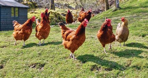 Картинки курицы 90