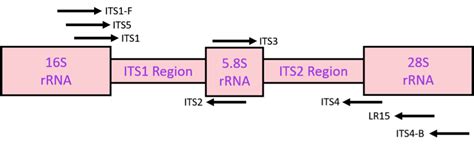 16s 18s Its Amplicon Sequencing Sequencing And Chip Technology Custom