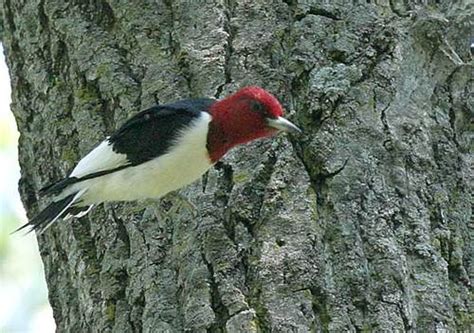 Birds Object Detection Model By Nln