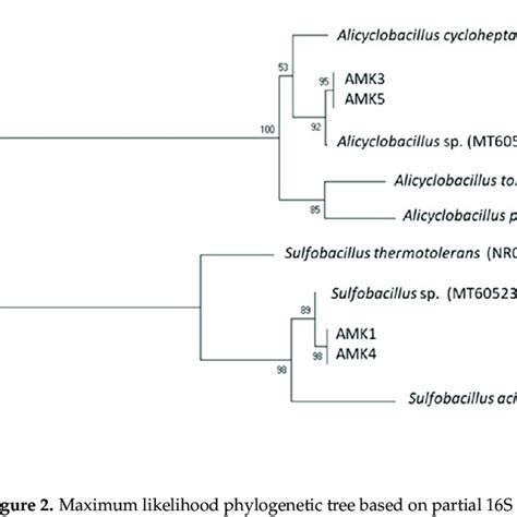 Maximum Likelihood Phylogenetic Tree Based On Partial 16s Rrna