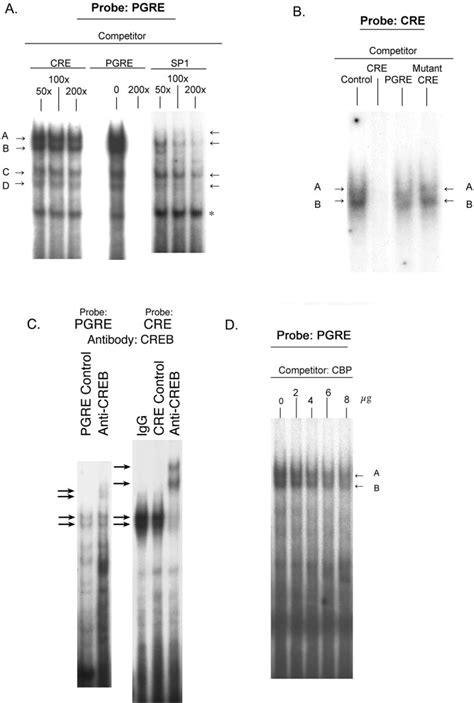 Binding Of Nuclear Proteins To A Pgre And A Consensus Cre Download Scientific Diagram