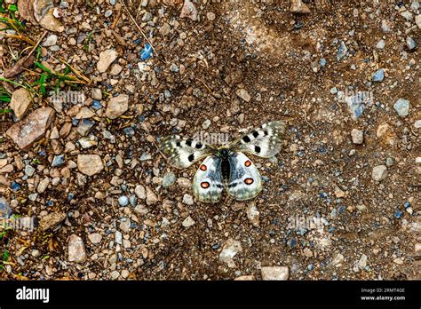The Red Apollo Or Apollo Butterfly Parnassius Apollo Is A Highly