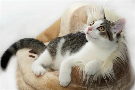 My Cat Wakes Up Too Early What Do I Do The Purrington Post