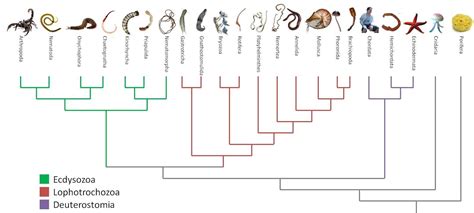 Metazoa Relationships Mollusca Arthropods Invertebrates Tentacle
