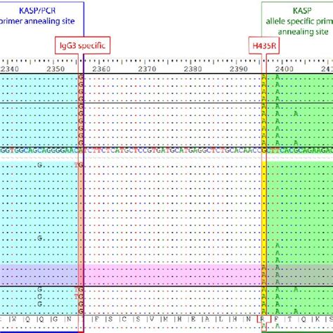 Alignment Of Human Igg Gene Alleles Alignment Of All Human Igg