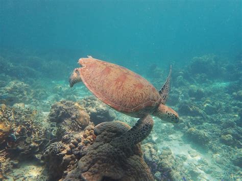 Snorkeling In Timba Timba Island Semporna Snorkeling In Malaysia